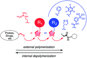 Cell-penetrating poly(disulfide)s: focus on substrate-initiated co ...
