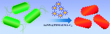Multivalent polymer–Au nanocomposites with cationic surfaces displaying ...