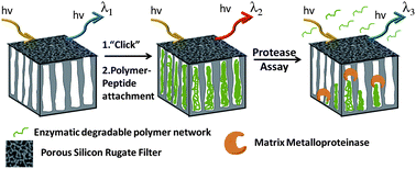 Optimising the enzyme response of a porous silicon photonic crystal via the modular design of ...