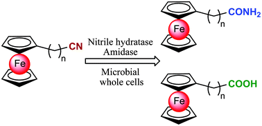 Novel enzymatic recognition of the ferrocene framework: nitrile ...
