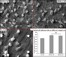 Titania nanotube porosity controls dissolution rate of sputter ...