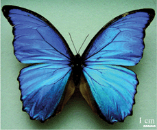 Structural coloration in nature - RSC Advances (RSC Publishing)