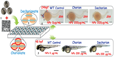 Analysis of chorion changes in developmental toxicity induced by ...