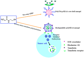 Antifouling and biodegradable poly(N-hydroxyethyl acrylamide) (polyHEAA ...