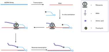 DNA display for drug discovery - RSC Advances (RSC Publishing)
