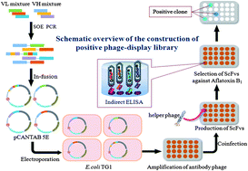 Phage Library Construction