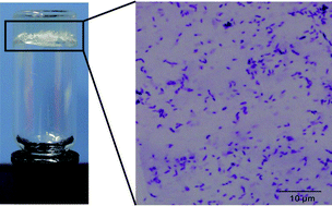 Growth stimulation of bacterium Delftia by a peptide hydrogel - RSC ...