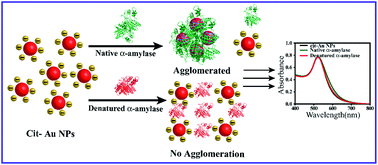Nanoparticle Agglomeration