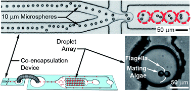 High-throughput co-encapsulation of self-ordered cell trains: cell pair interactions in ...