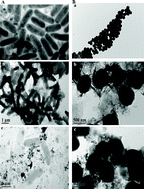 Synthesis and antibacterial activities of graphene decorated with ...