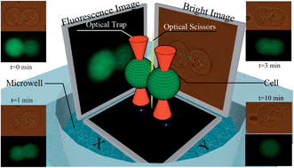 A microengineered cell fusion approach with combined optical tweezers ...