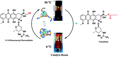 Chemo-enzymatic synthesis of valrubicin using Pluronic conjugated ...