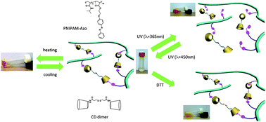 Multi-stimuli sensitive supramolecular hydrogel formed by host–guest interaction between PNIPAM ...