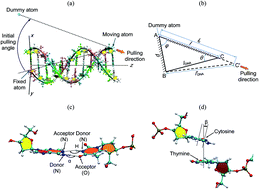 Molecular dynamics study of DNA oligomers under angled pulling - RSC ...