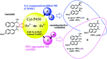 The application of a cytochrome P450 enzyme eluted from encapsulated ...