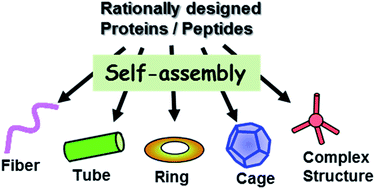 Rational design of self-assembled proteins and peptides for nano- and ...