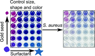Branching and size of CTAB-coated gold nanostars control the ...