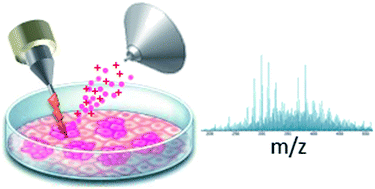 Direct analysis of in vitro grown microorganisms and mammalian cells by ...