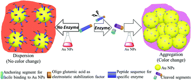 A general colorimetric method for detecting protease activity based on ...