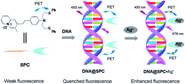 Tunable PET process by the intercalation of cationic styryl dye in DNA ...