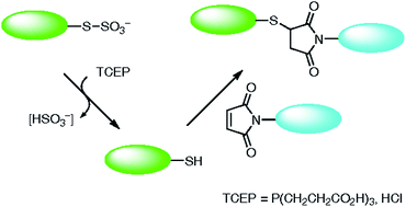 Reduction with tris(2-carboxyethyl)phosphine (TCEP) enables the use of ...