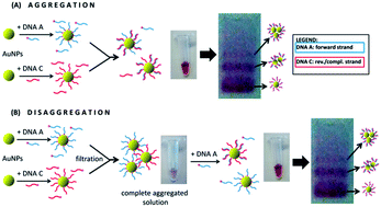Highly efficient gold nanoparticle dimer formation via DNA ...