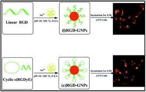 One-step synthesis of linear and cyclic RGD conjugated gold ...