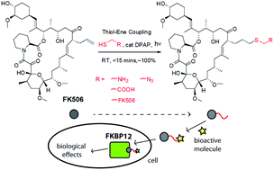 Facile functionalization of FK506 for biological studies by the thiol ...