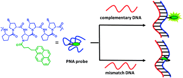 Nucleic Acid Hybridization