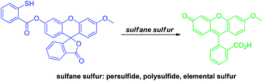 New fluorescent probes for sulfane sulfurs and the application in ...