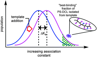 Templation-induced re-equilibration in polymer-scaffolded dynamic combinatorial libraries leads ...