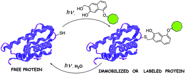 Selective and reversible photochemical derivatization of cysteine ...