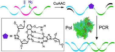 Combined nucleobase and backbone modifications enhance DNA duplex ...