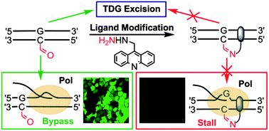 A chemical probe targets DNA 5-formylcytosine sites and inhibits TDG ...
