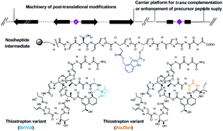 Insight into bicyclic thiopeptide biosynthesis benefited from ...