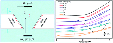 Physical origin of dynamic ion transport features through single ...