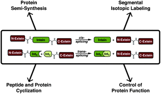 Inteins: nature's gift to protein chemists - Chemical Science (RSC ...