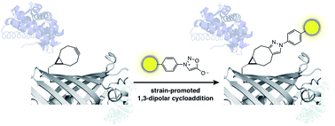 Strain-promoted sydnone bicyclo-[6.1.0]-nonyne cycloaddition - Chemical ...