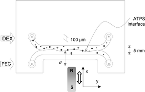 Particle dynamics and separation at liquid–liquid interfaces - Soft ...