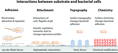 Bacteria–surface interactions - Soft Matter (RSC Publishing)