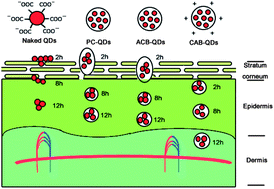 Charge influence of liposome on transdermal delivery efficacy - Soft ...