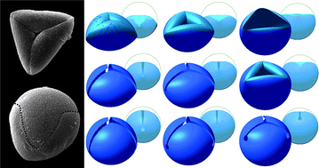 Folding of an opened spherical shell - Soft Matter (RSC Publishing)