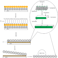 Controlled formation of hydrophobic surfaces by self-assembly of an ...
