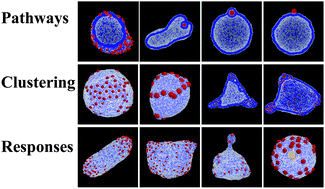 Internalization pathways of nanoparticles and their interaction with a ...