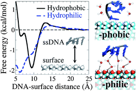 Structure and thermodynamics of ssDNA oligomers near hydrophobic and ...