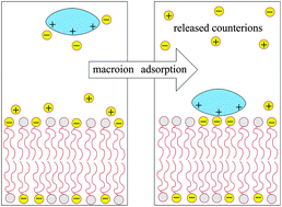 Counterion release in membrane–biopolymer interactions - Soft Matter ...