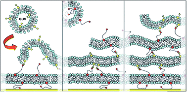 Iterative layer-by-layer assembly of polymer-tethered multi-bilayers ...
