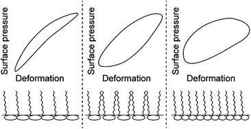 Non-linear surface dilatational rheology as a tool for understanding ...