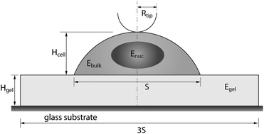 Cellular mechanoadaptation to substrate mechanical properties ...
