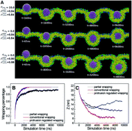 Membrane monolayer protrusion mediates a new nanoparticle wrapping ...